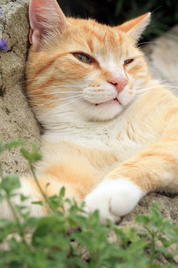 Ginger Cat Under the Influence of Catnip. Stock Photo - Image of detail ...