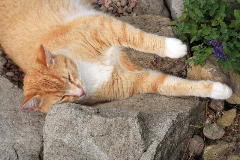 Ginger Cat Under the Influence of Catnip. Stock Photo - Image of ...