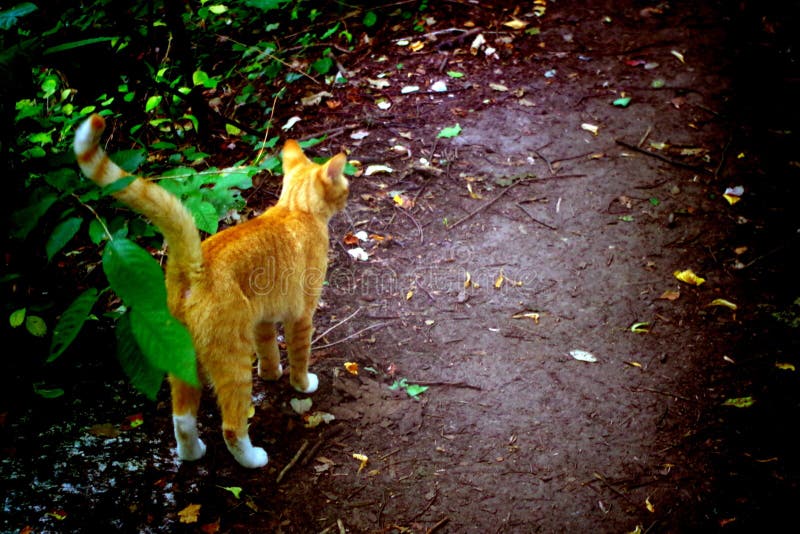 Ginger cat on the walk stock image. Image of footpath - 97311697