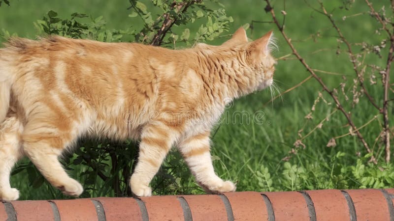 Ginger Cat Walking stock footage. Video of feline, furry - 346536804
