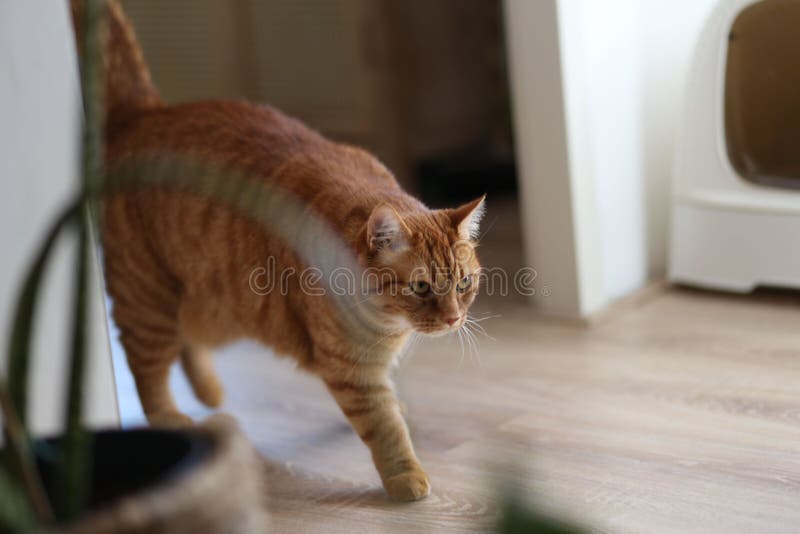Ginger cat walking at home stock photo. Image of furry - 259182436