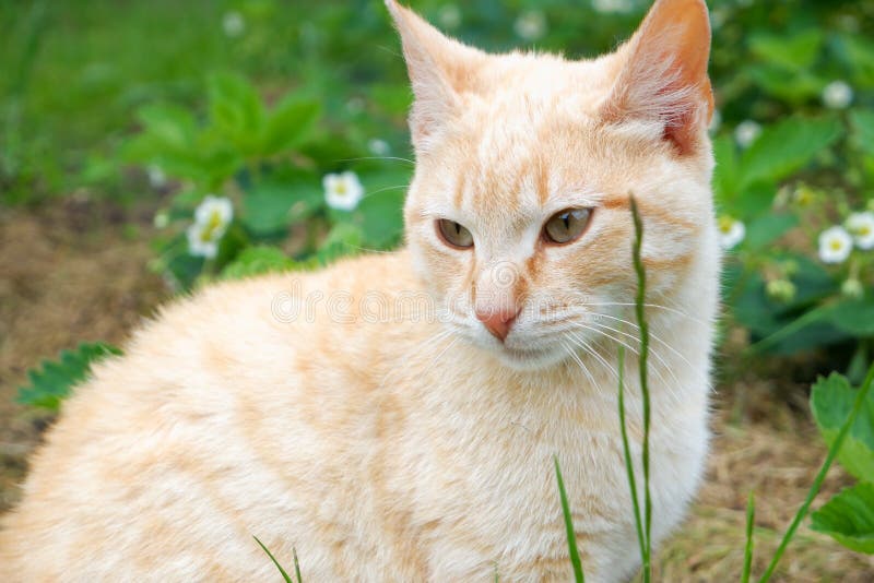 A Ginger Cat Walks Relaxed in the Yard on the Grass Stock Image - Image ...