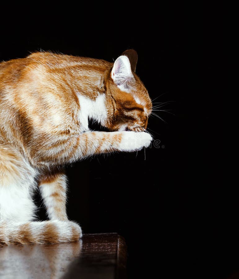 Red Immature Ginger Stock Photos - Free & Royalty-Free Stock Photos ...