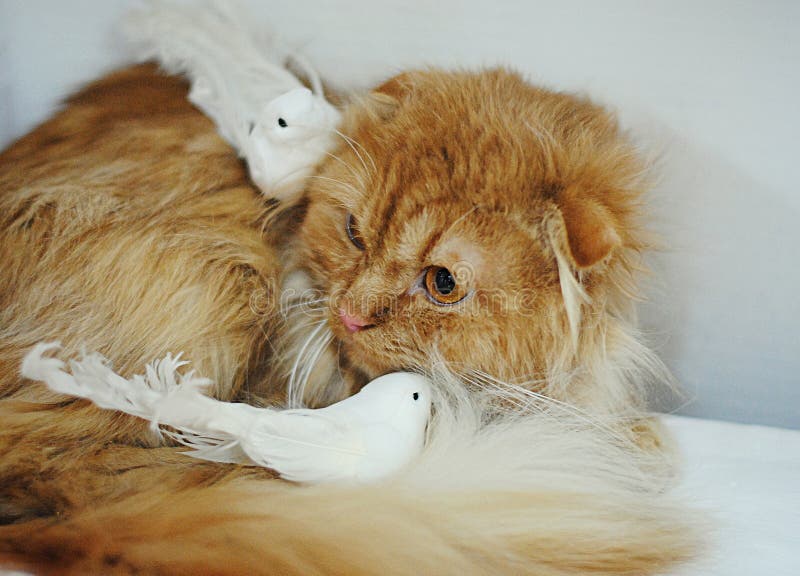 Ginger Cat with White Birds Stock Photo - Image of christmas, female ...