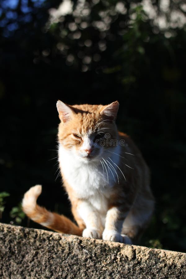 Ginger Cat Outdoors with Green Plants Garden Stock Image - Image of ...