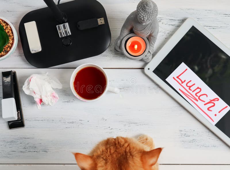 A Ginger Cat on a Working Table . Stock Photo - Image of investment ...