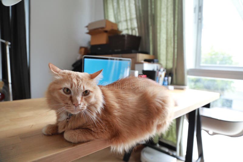 Ginger Cat stock image. Image of kitten, lifestyle, keyboard - 221118415