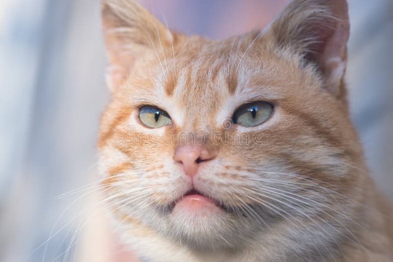 Ginger Cheshire Cat Face Closeup with Smile Stock Photo - Image of ...