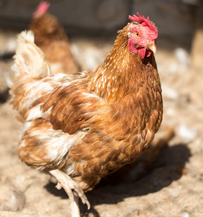 Ginger chicken farm stock image. Image of poultry, feather - 112106681
