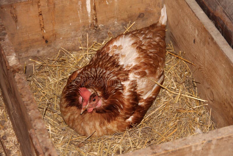 188 Hen Nest Sitting Eggs Stock Photos - Free & Royalty-Free Stock ...