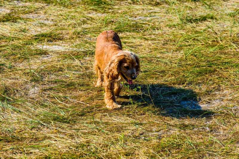 Ginger Cocker Spaniel Dog in a Green Grass Stock Image - Image of ...