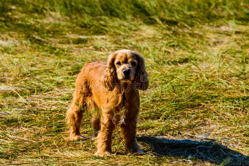 Ginger Cocker Spaniel Dog in a Green Grass Stock Photo - Image of adult ...