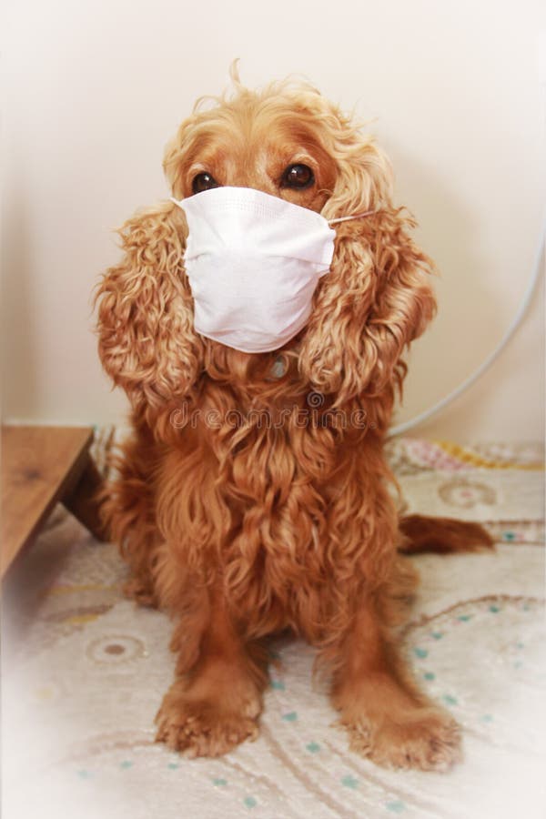 Ginger Cocker Spaniel Dog in White Medical Mask Stock Photo - Image of ...