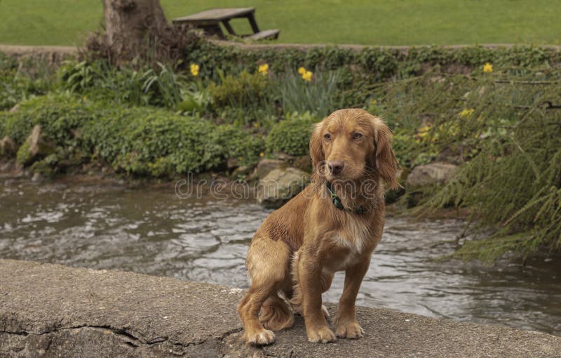 Ginger Coloured Working Cocker Spaniel Stock Photo - Image of young ...