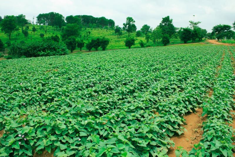 Ginger crop stock image. Image of croping, growth, agriculture - 56557877