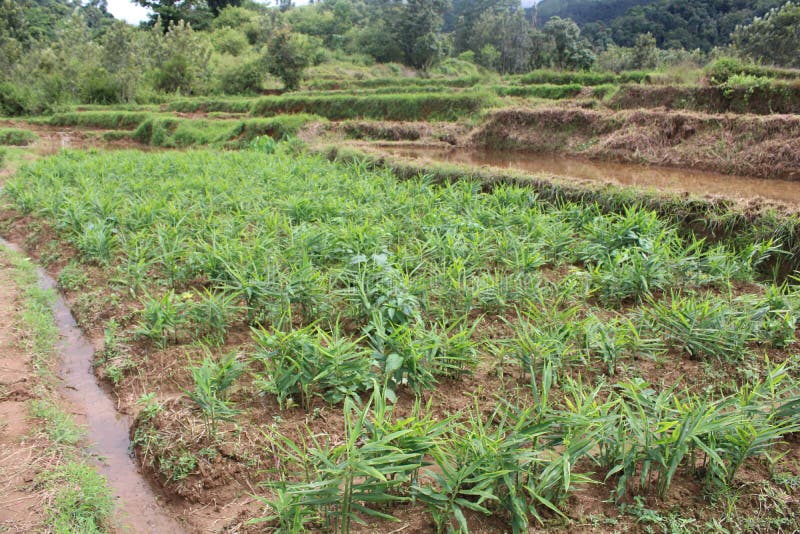 Ginger Field In Belathur Karnataka India. Stock Image - Image of ...