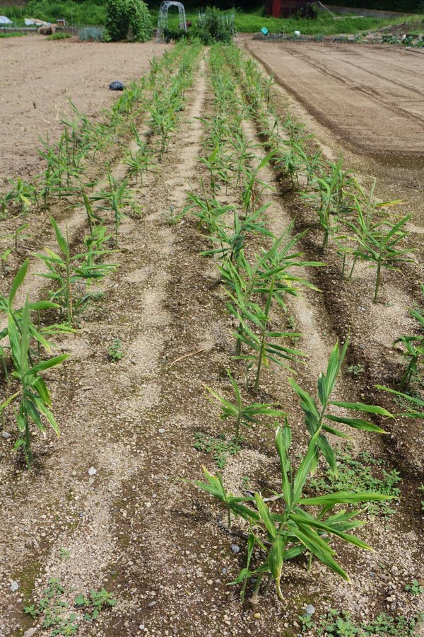 Ginger Field in Belathur Karnataka India. Stock Image - Image of ...
