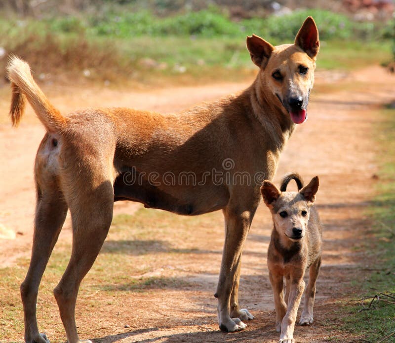 Ginger dog with a puppy stock photo. Image of cheerful - 38437562