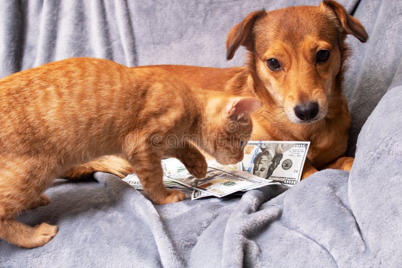 Ginger Dog Sniffing a Bunch of Dollars and Cat Stock Photo - Image of ...
