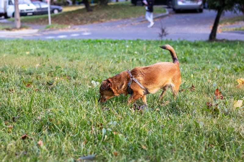 Ginger Dog Sniffing the Ground Close Up Stock Image - Image of autumn ...