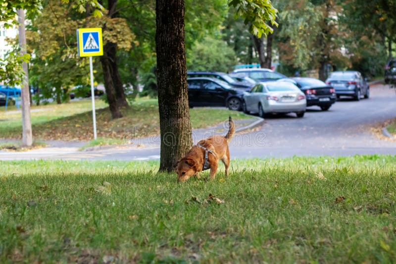 Ginger Dog Sniffing the Ground Close Up Stock Image - Image of ginger ...