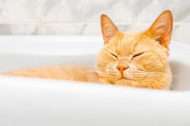 Ginger Domestic Cat Lying in Bathroom Sink. Stock Image - Image of hide ...
