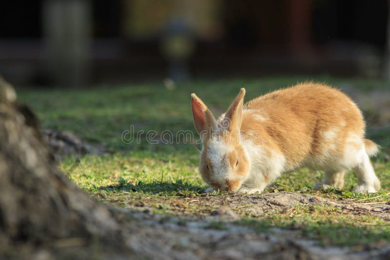 Ginger Rabbit on the Grass stock image. Image of fluffy - 100583729