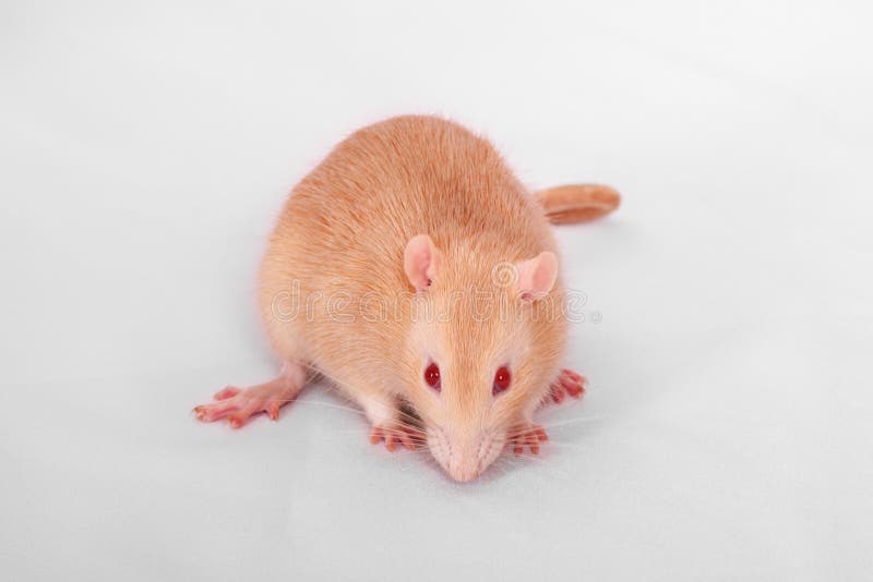 Portrait Ginger Rat Stock Photos - Free & Royalty-Free Stock Photos ...