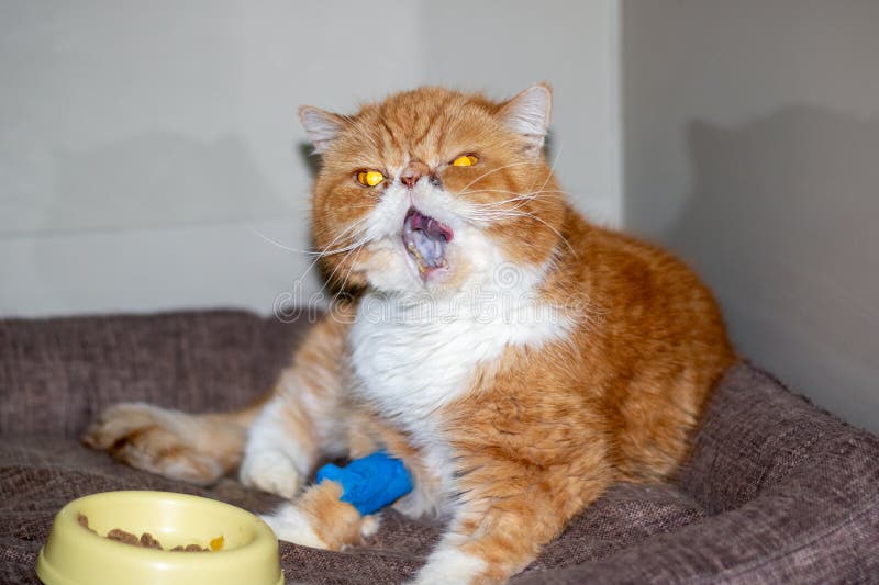 Ginger Exotic Cat with a Catheter on His Paw Stock Image - Image of ...