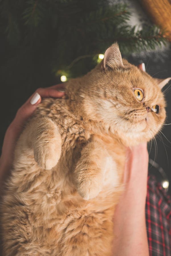 Cute Exotic Ginger Cat Sitting on Bed Stock Photo - Image of animal ...