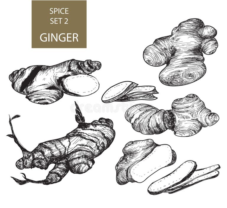 Ginger Drawing Plant Stock Illustrations – 3,593 Ginger Drawing Plant ...