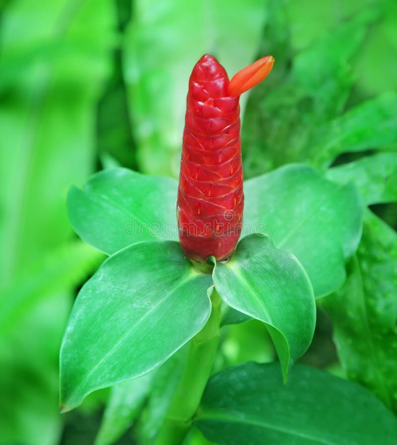 Ginger Flower (root), Barbados, Caribbean Stock Image - Image of ...