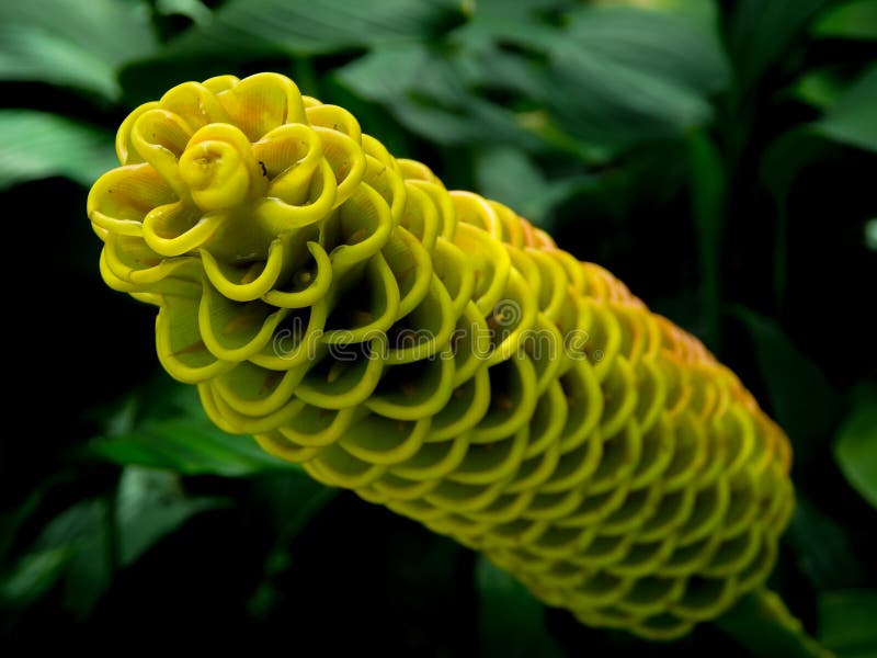 Ginger flower stock image. Image of jungle, bloom, petal - 36728055