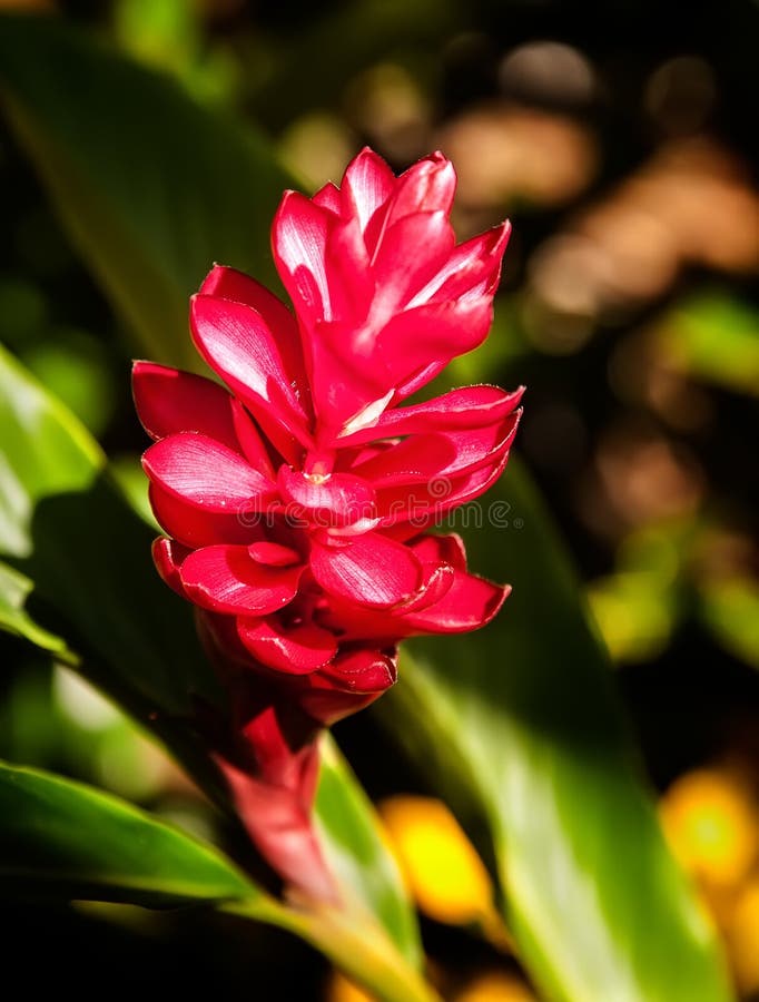 Ginger Flower stock photo. Image of beautiful, color - 50305114