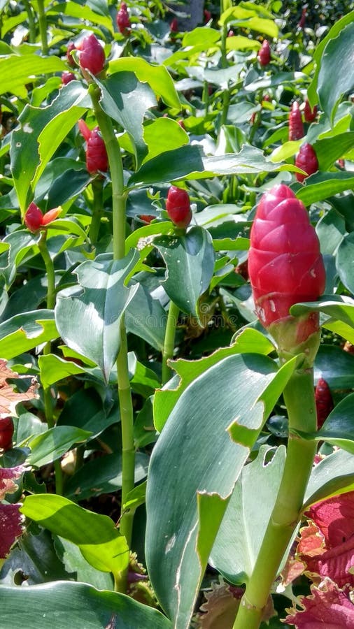 Ginger Flower rojo joven imagen de archivo. Imagen de jengibre - 119331259