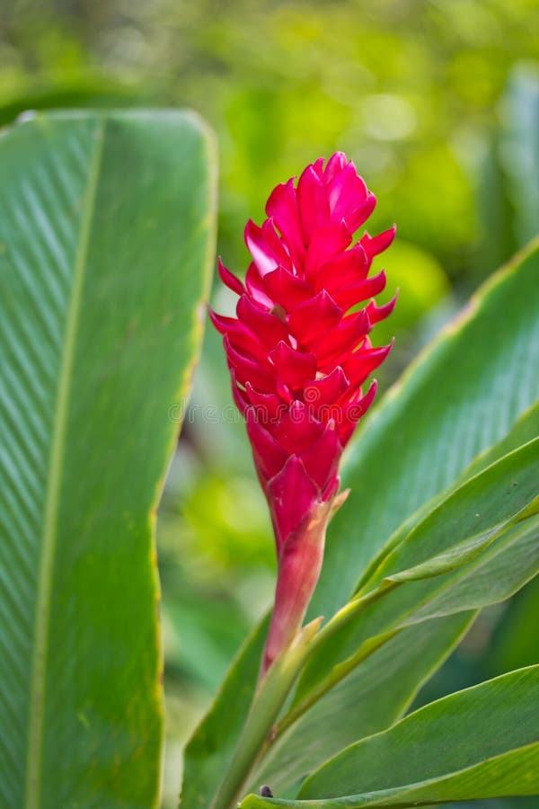 Ginger Flower Rojo Tropical Hermoso Foto de archivo - Imagen de isla ...