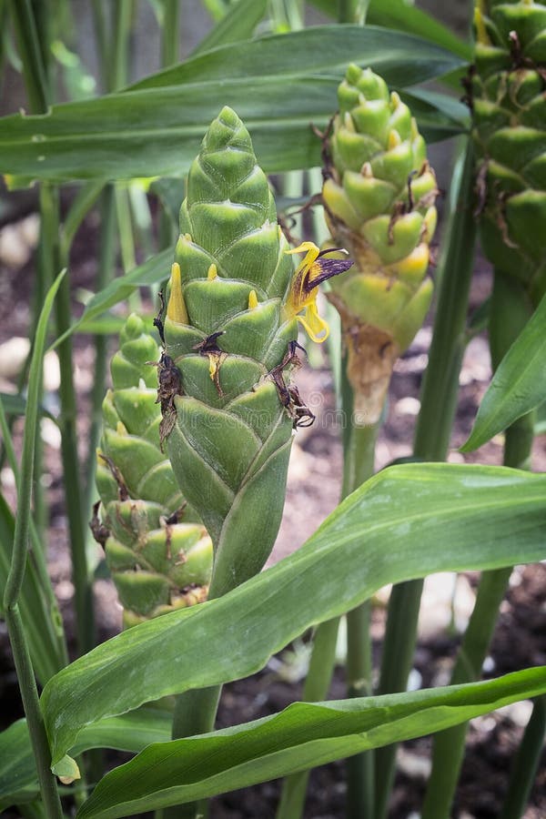 Ginger Flower, this is True Flower of Edible Ginger Plant Zingi Stock ...