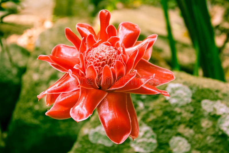 Ginger Flower in Wild Tropical Rainforest Stock Image - Image of beauty ...