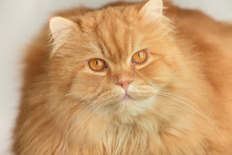 Charming fluffy ginger cat stock image. Image of life - 36109021
