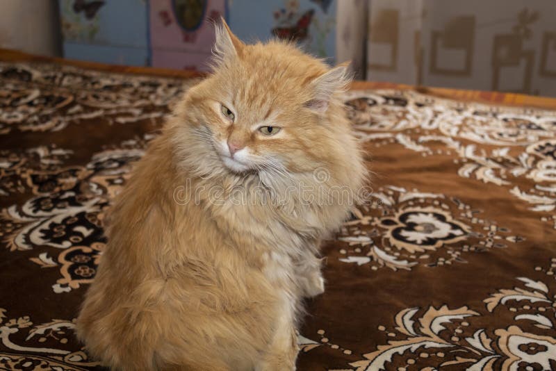 Fluffy ginger cat. stock image. Image of eyes, white - 211473623