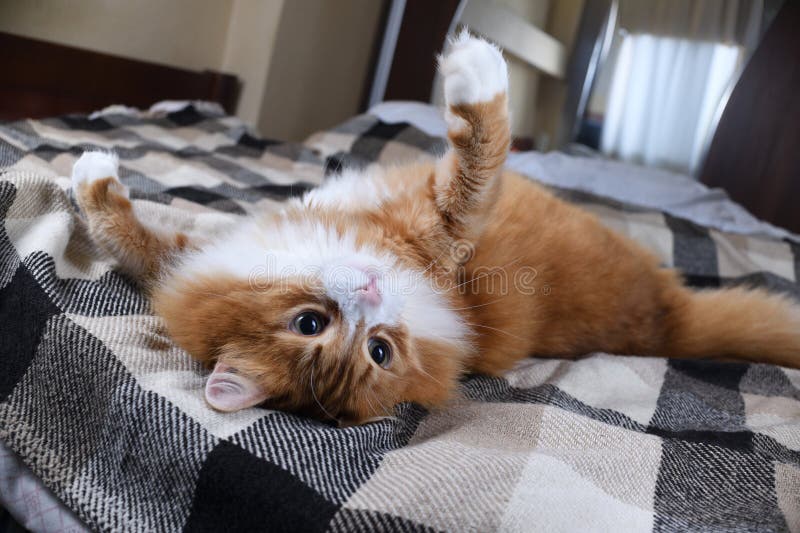 A Ginger Fluffy Cat Rests on Its Back on a Bed Stock Image - Image of ...