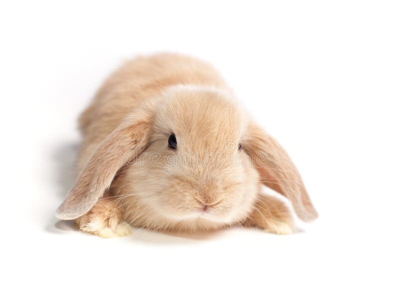Ginger fluffy rabbit stock image. Image of rabbit, mammal - 68122857
