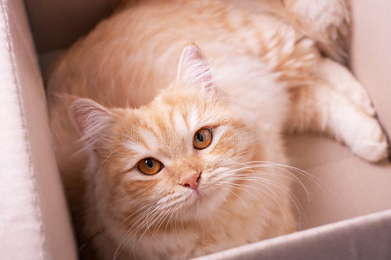 Ginger Fluffy Tabby Cat Sitting in Cardboard Box, Top View. Stock Photo ...