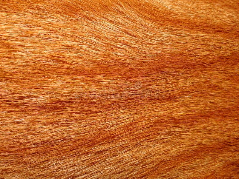 Ginger fur stock photo. Image of stripes, pattern, design - 66078212