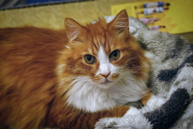 Ginger Furry Cat with Long Whiskers and Pointy Ears Laying on Home ...