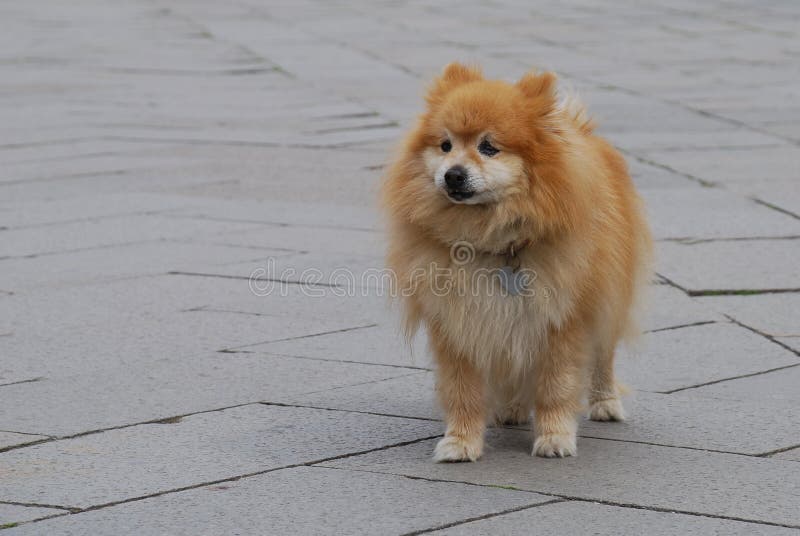 Ginger Red German Badger Dog Stock Image - Image of park, badger: 32425547