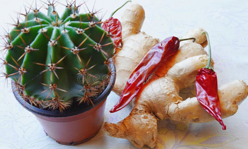 Ginger- a Good Helper for the Immune System Stock Photo - Image of ...