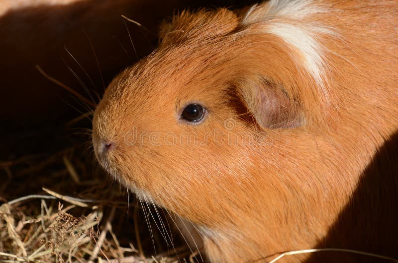 Ginger Guinea Pig stock photo. Image of domesticated - 22258380