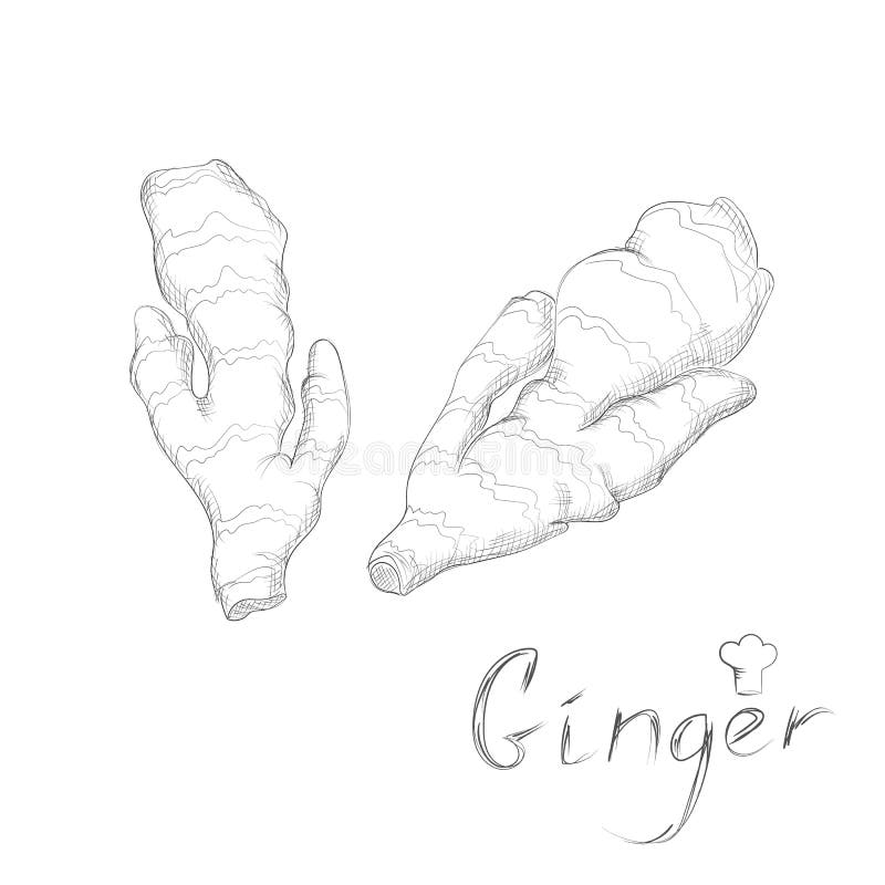 Ginger Drawing