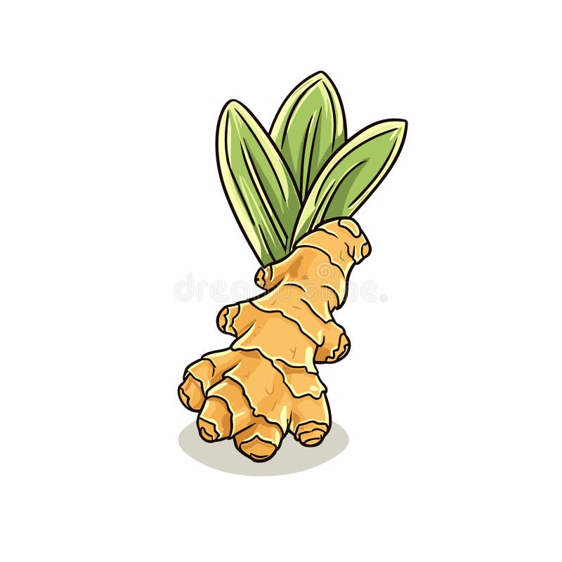 Ginger Hand-drawn Illustration. Ginger. Vector Doodle Style Cartoon ...